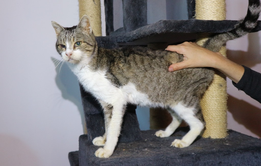 Mikesh cat